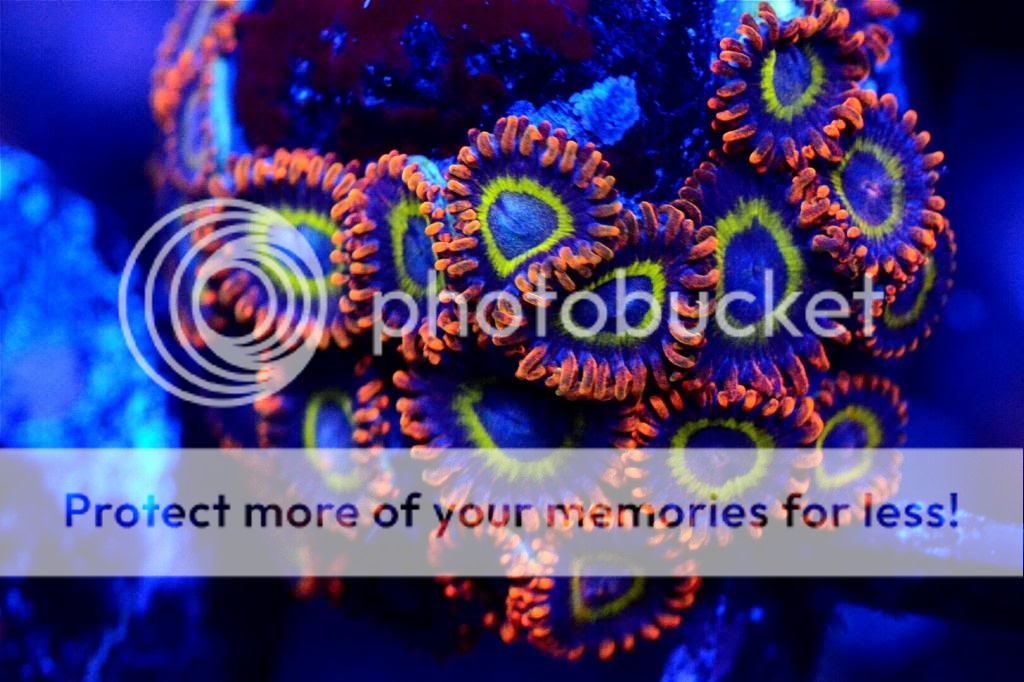 Zoa Spotlight: Fruit Loops! | Reef2Reef