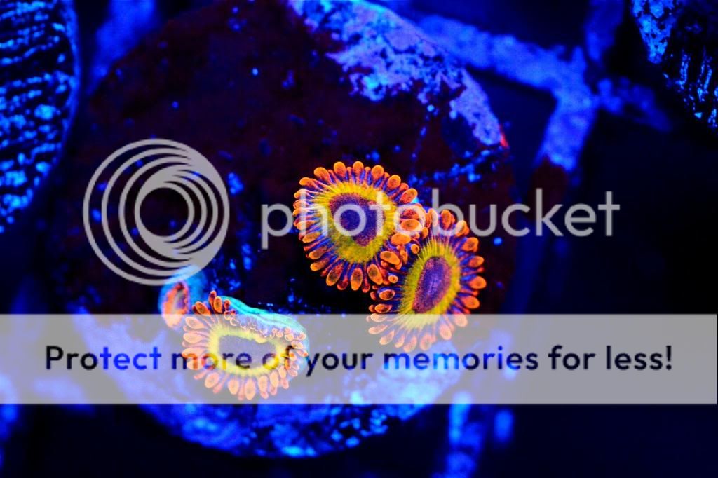 Zoa Spotlight: Fruit Loops! | Reef2Reef