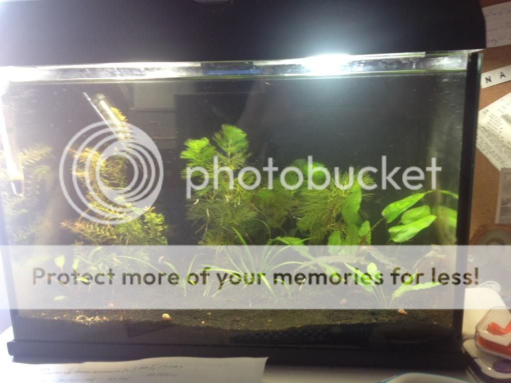 5.5g CPD Tank | The Planted Tank Forum